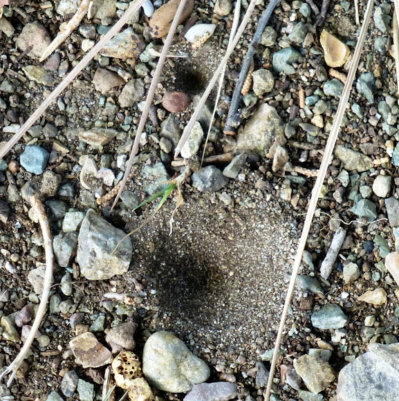 Ant Lion Pit | Project Noah