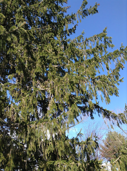 Eastern White Pine | Project Noah