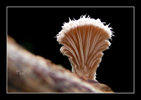 Split Gill | Project Noah