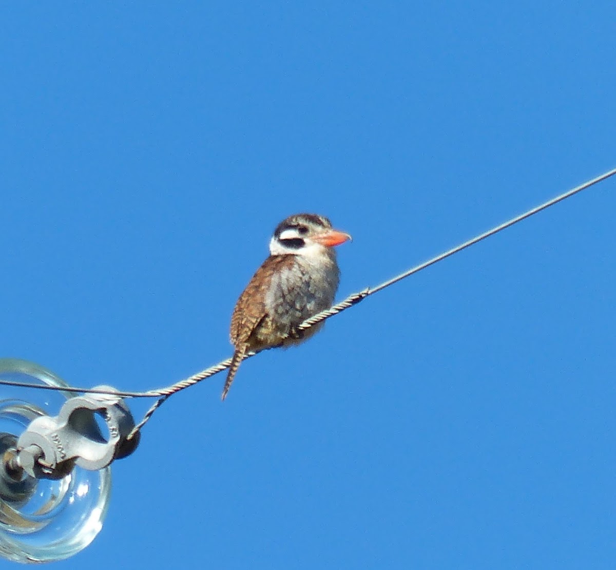 White-Eared Puffbird | Project Noah