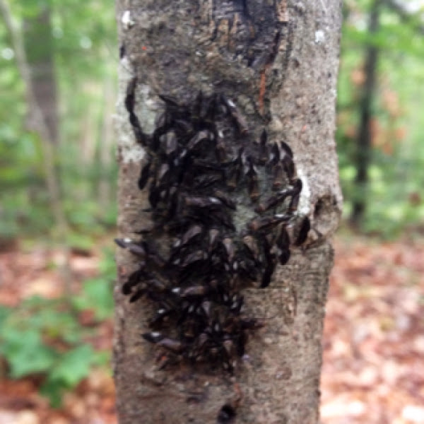 Common Barklice | Project Noah