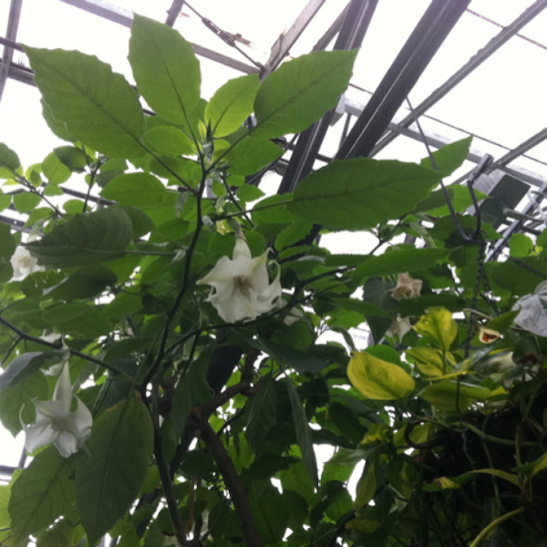 Angel trumpet | Project Noah