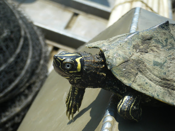 False Map Turtle | Project Noah