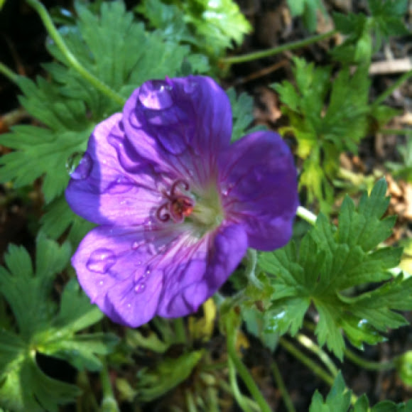 Geranium Rozanne | Project Noah
