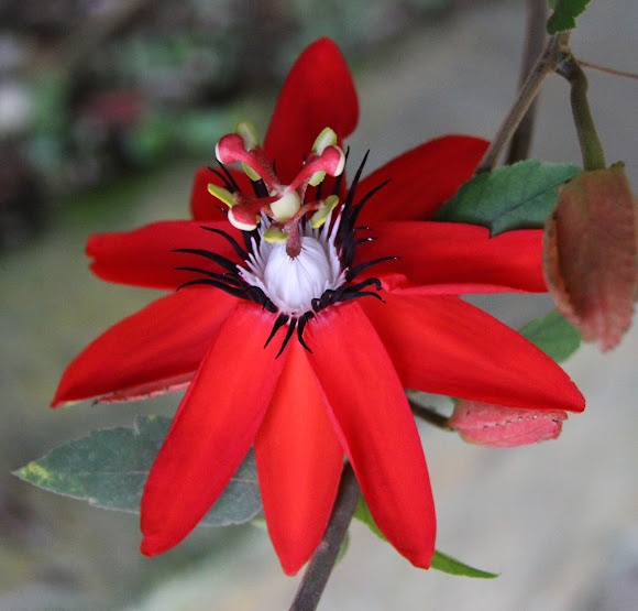 Crimson Passion Flower | Project Noah