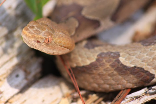 Copperhead | Project Noah