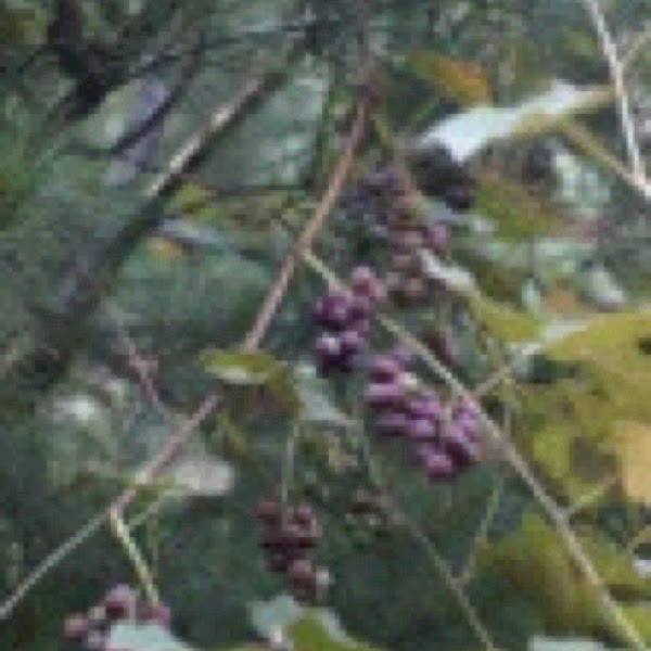 Concord grapes, wild grapes | Project Noah