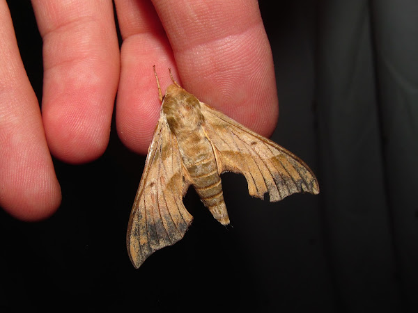 Virginia Creeper Sphinx | Project Noah