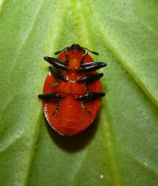 Orange-Red Lady Bug | Project Noah