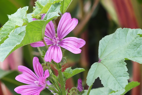 Tall mallow | Project Noah