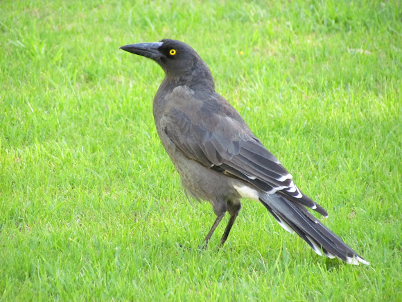 Grey Currawong | Project Noah