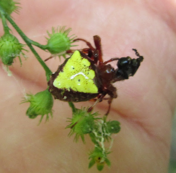 Arrowhead Spider | Project Noah