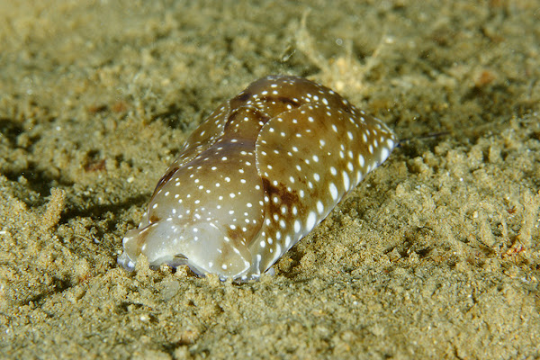 Headshield slug | Project Noah