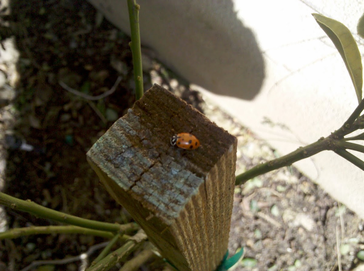 Convergent Lady Beetle | Project Noah