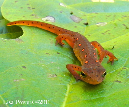 Red-spotted Newt | Project Noah