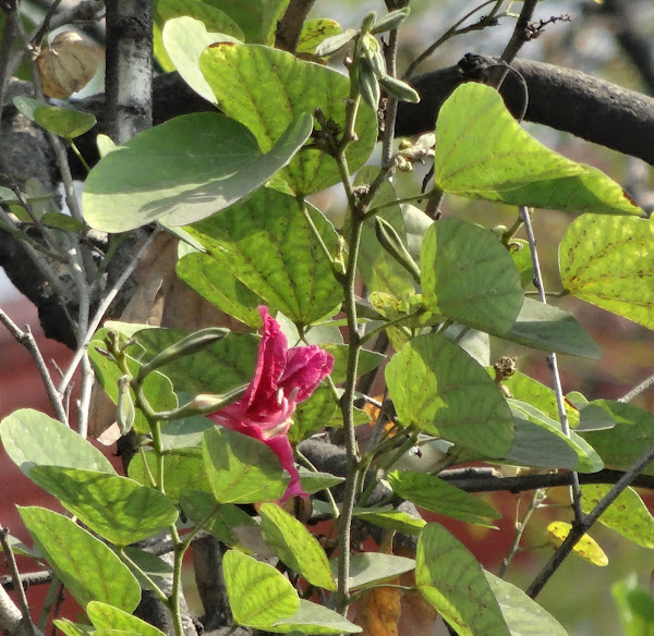 Camel's Foot Tree | Project Noah