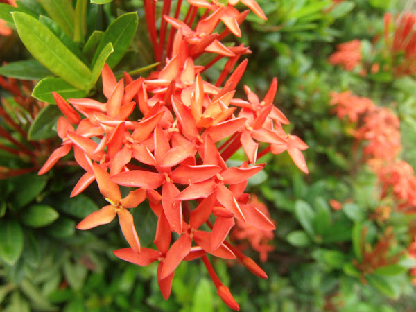 Jungle Geranium | Project Noah