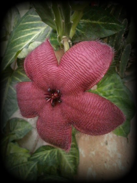 Carrion Plant | Project Noah