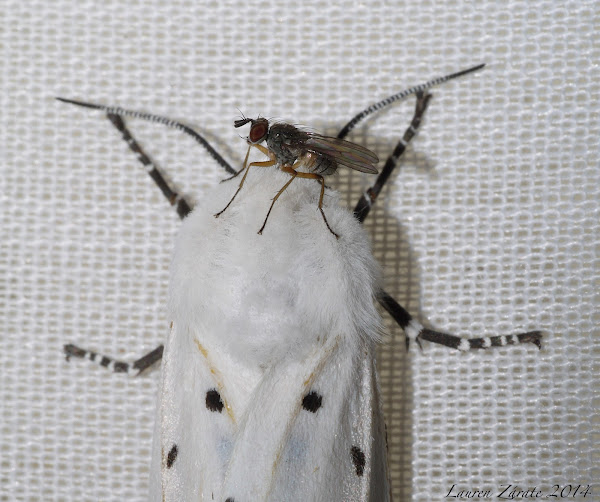 White Tiger Moth with a Fly Friend | Project Noah