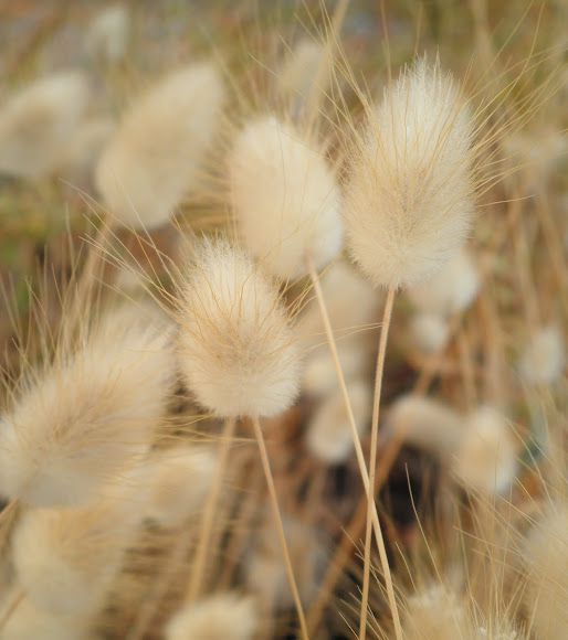 Cola de liebre | Project Noah