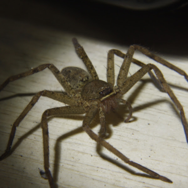 Brown huntsman spider | Project Noah