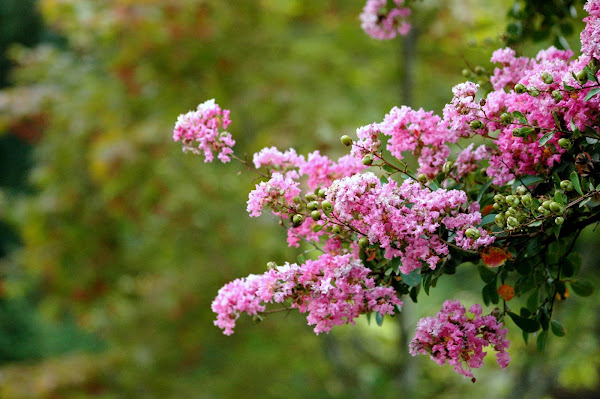 Crape Myrtle | Project Noah