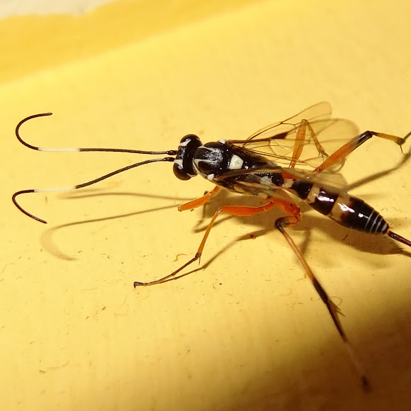 Black-banded Ichneumon (♀) | Project Noah