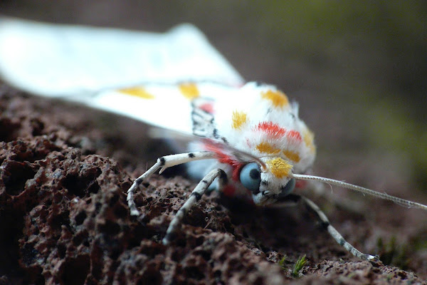 Tiger Moth | Project Noah