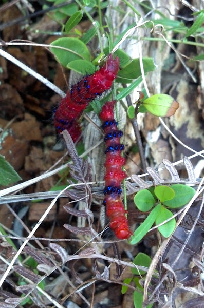 Faithful Beauty Moth | Project Noah