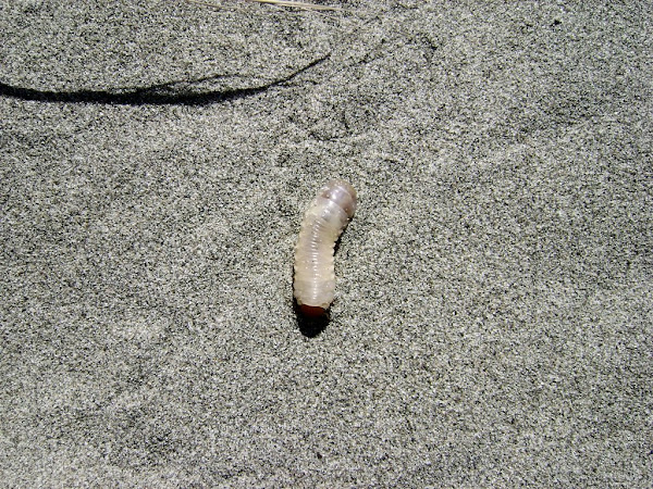 Beetle larva on the beach | Project Noah