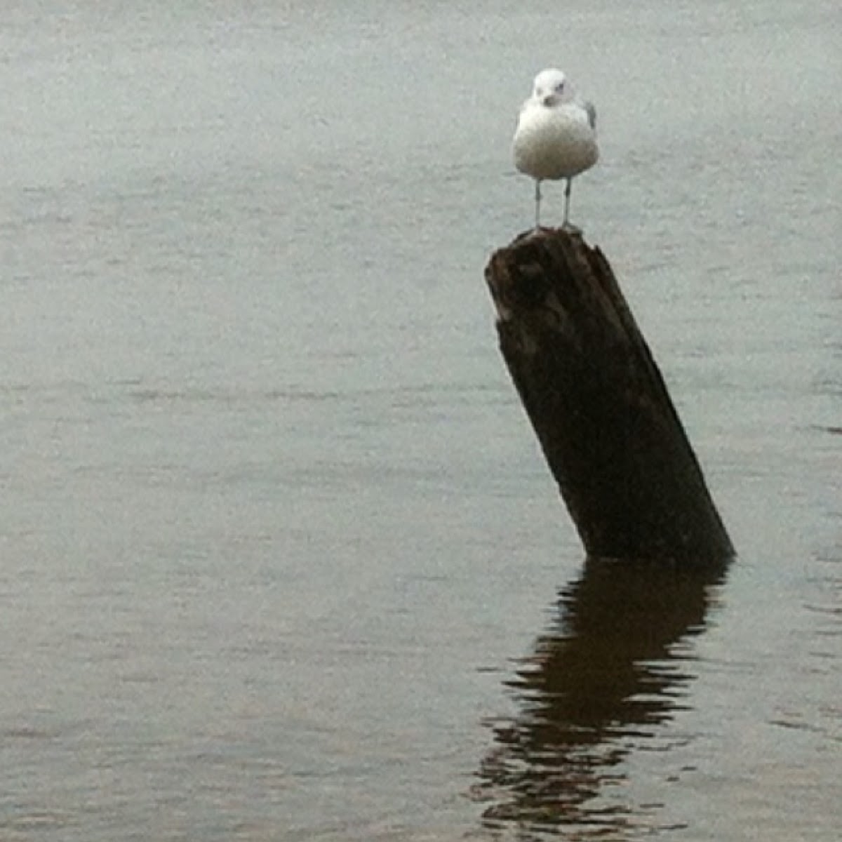 Sea Gull | Project Noah