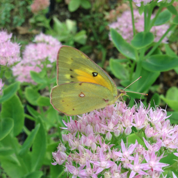 Clouded Sulpher | Project Noah