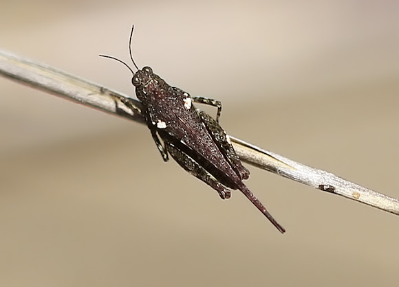 Grouse locust | Project Noah