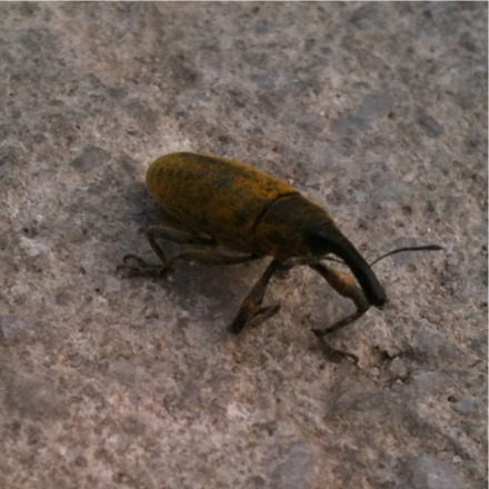 Spanish Weevil (Lixus angustatus) | Project Noah
