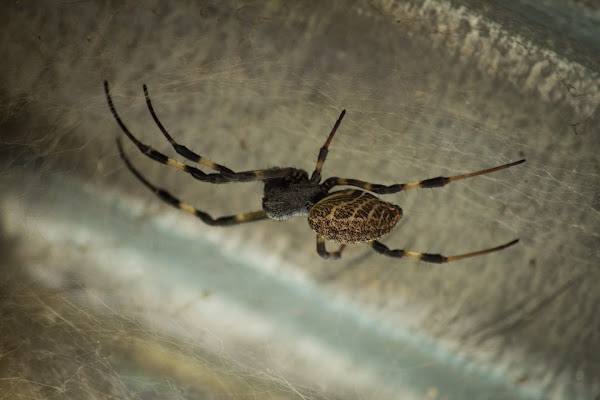 Nephilid Spider | Project Noah