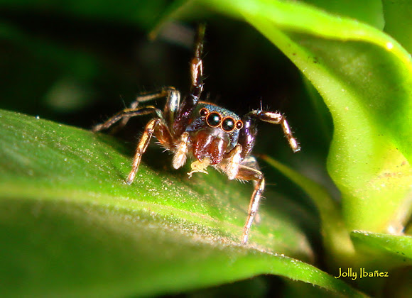 Metallic Green Jumping Spider | Project Noah