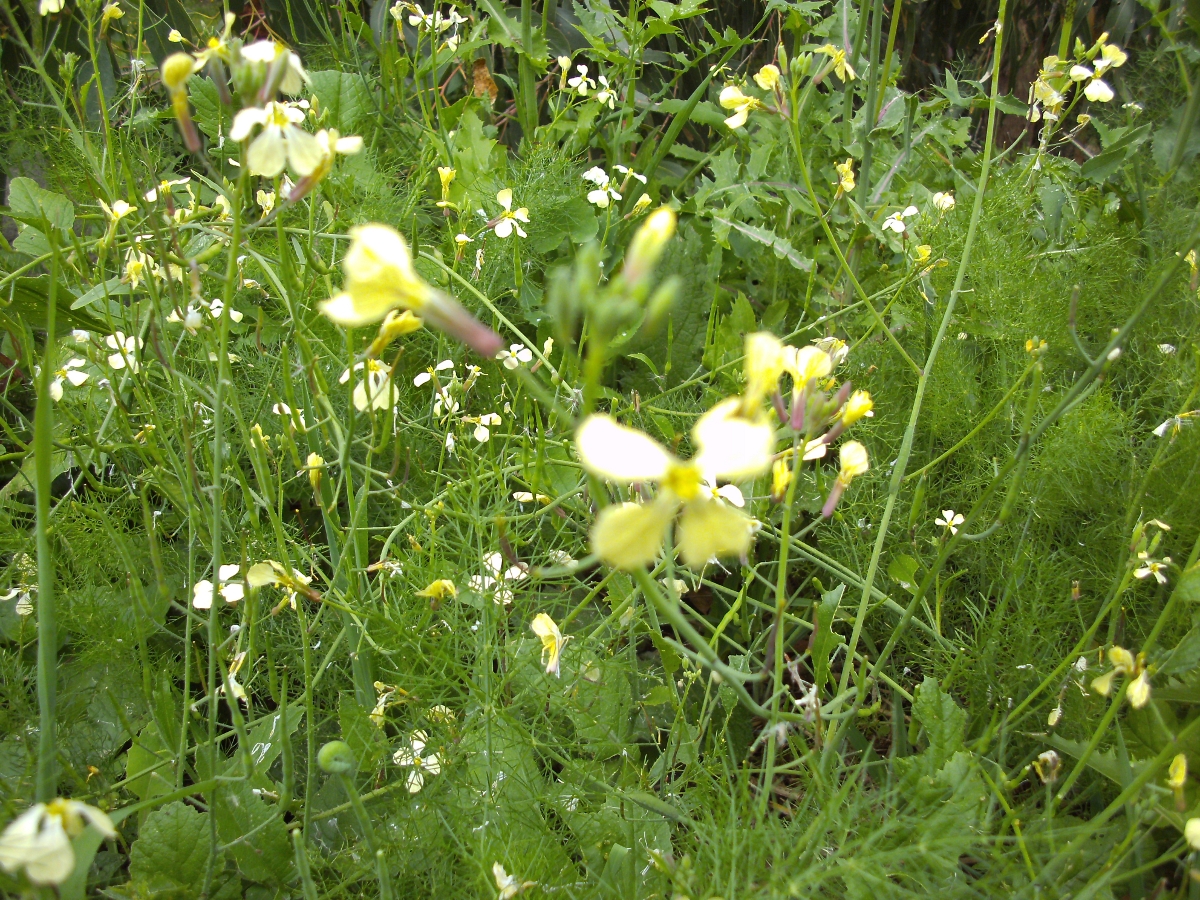 wild rocket | Project Noah