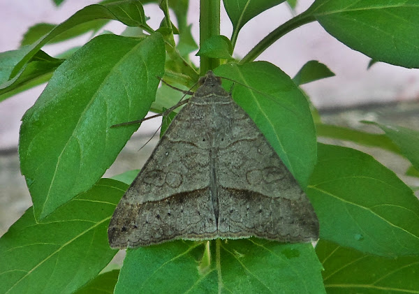 Small Mocis Moth | Project Noah