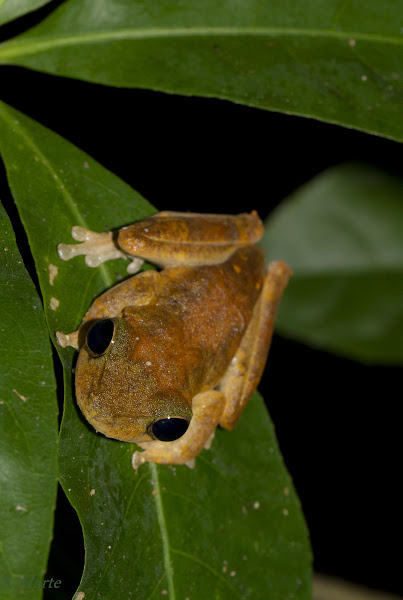 Northern Growling Frog | Project Noah