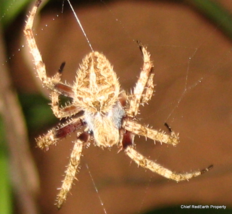 Spider | Project Noah