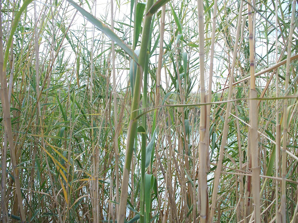 Giant Reed | Project Noah