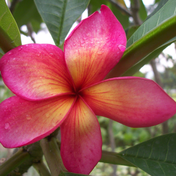 Frangipani red | Project Noah