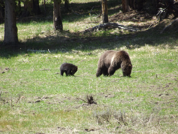 Grizzly Bear | Project Noah
