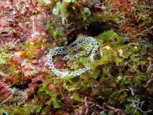 Nudibranch egg spiral | Project Noah