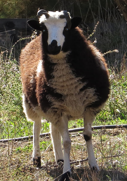 Jacob Sheep | Project Noah