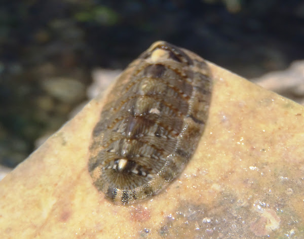 Chitón, Quitón oliváceo | Project Noah