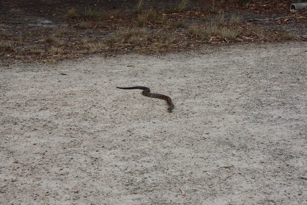 Mainland Tiger Snake | Project Noah