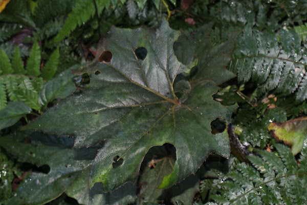 Begonia | Project Noah