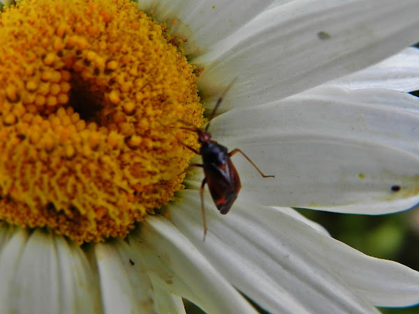 Lygus sp. | Project Noah