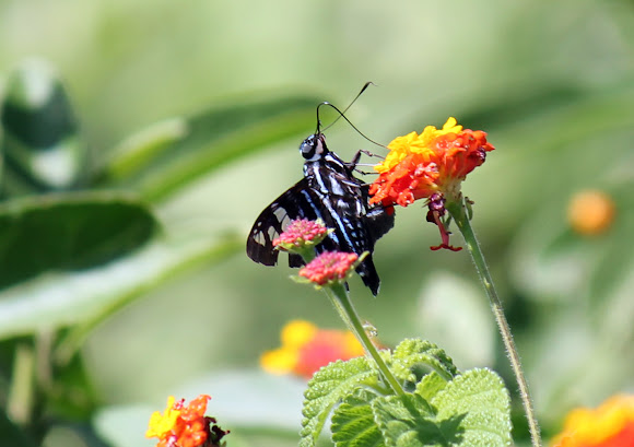 Beautiful Beamer or Belus Skipper | Project Noah